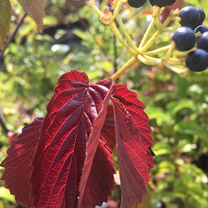 Caring for New Native Plants in 4 Easy Steps